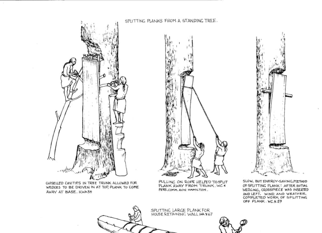 Cedar: Tree of Life – Indigenous Education